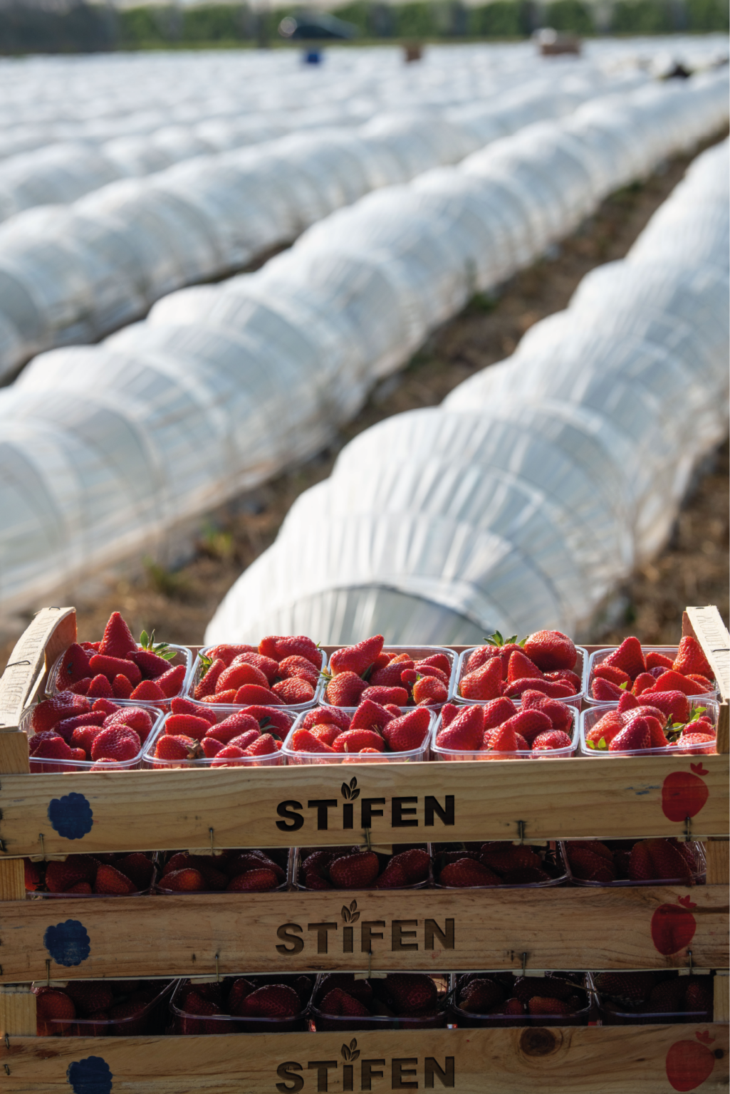 L’entreprise – Stifen